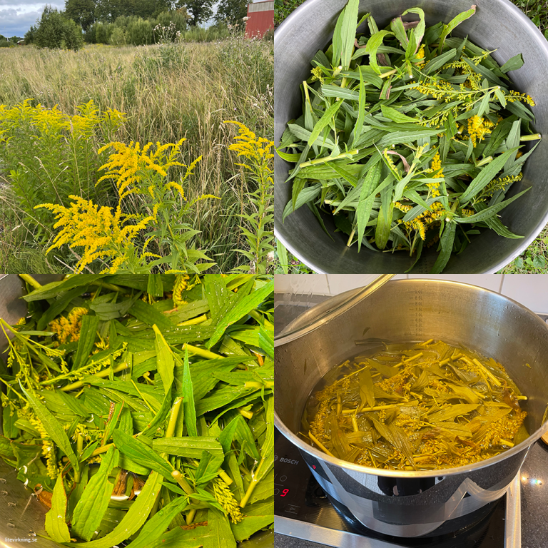 Växtfärgat garn på kanadensiskt gullris – litevirkning