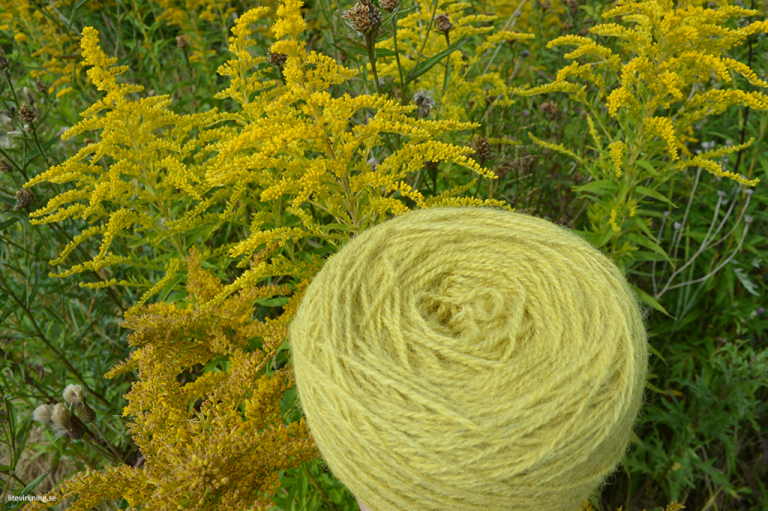Växtfärgat garn på kanadensiskt gullris – litevirkning